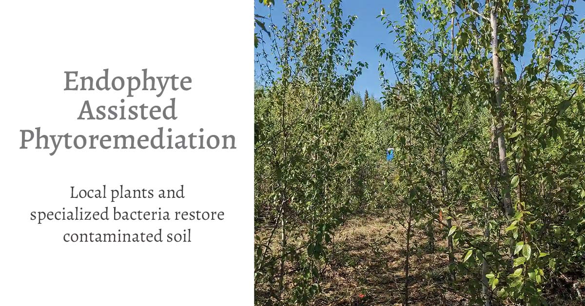 Endophyte Assisted Phytoremediation